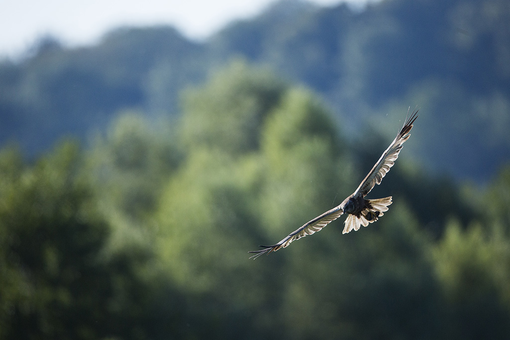 Réserve naturelle régionale du Grand-Voyeux - Île-de-France Nature