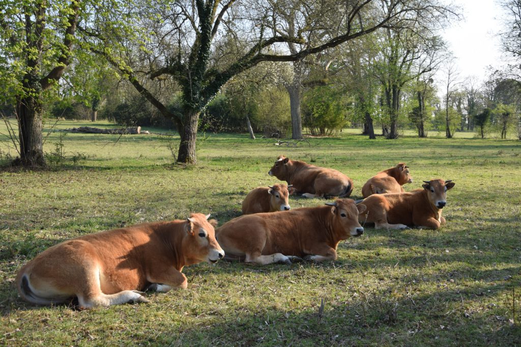 Espace naturel régional de Rougeau Bréviande - Île-de-France Nature