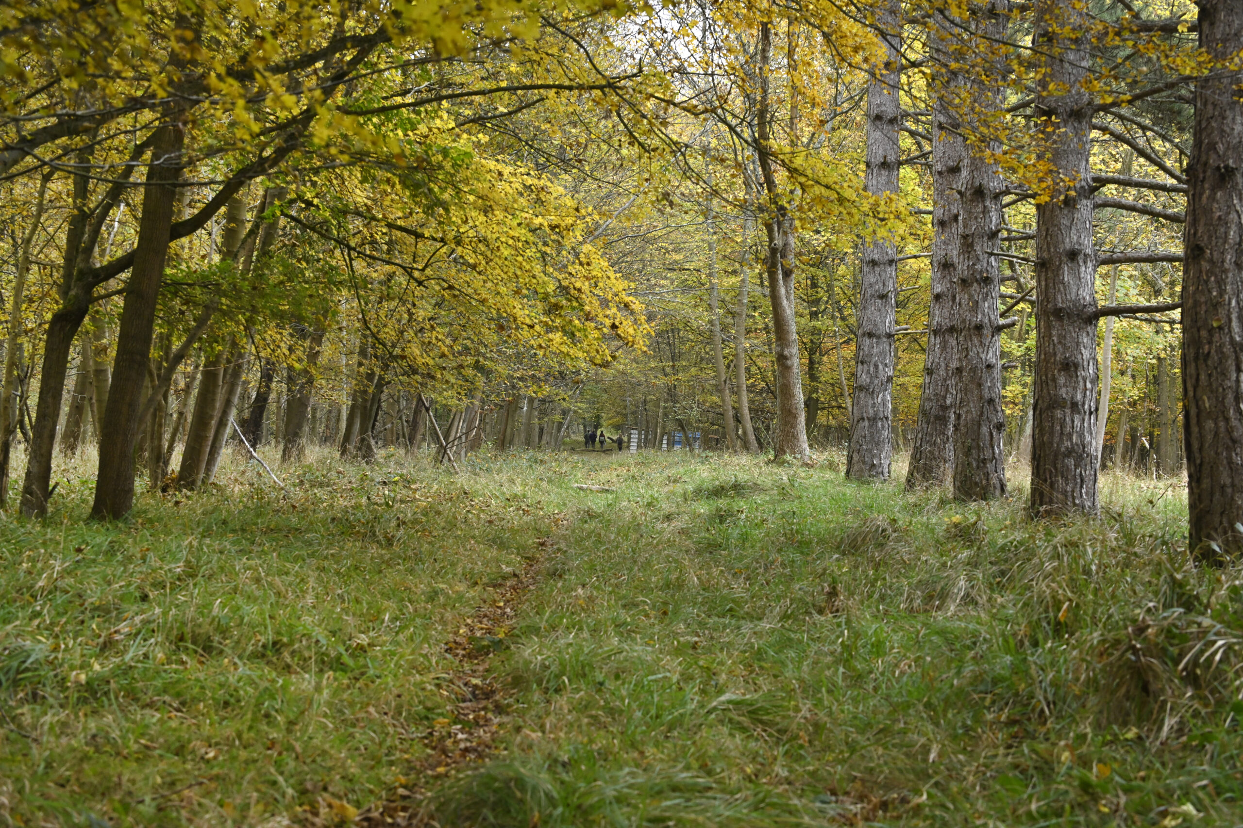 La Région Île-de-France acquiert les 110 hectares du Bois du Piple (94 ...