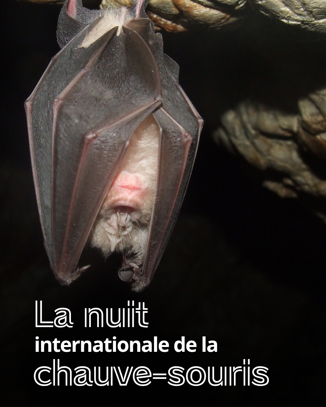 Nuit internationale de la chauve-souris 2025 - Île-de-France Nature